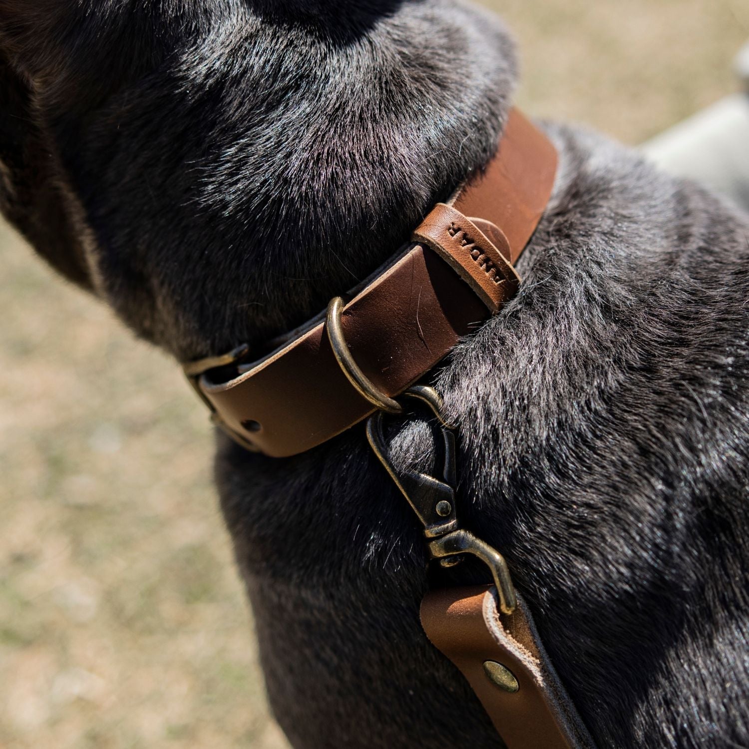 How to Clean Leather Collar: A Step-By-Step Guide – Andar