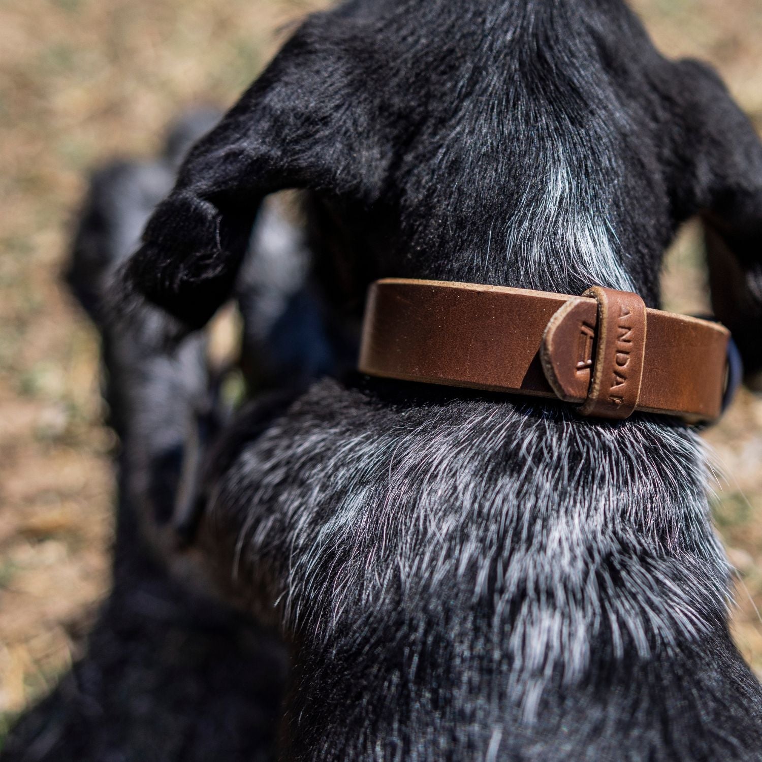 How to Clean Leather Collar: A Step-By-Step Guide – Andar